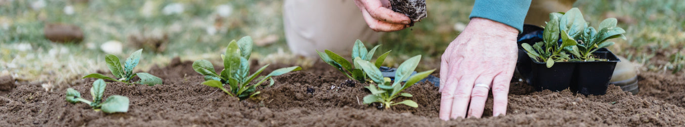 Spring Essentials — Trotters Traders